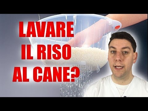 Differenza tra pasta per cani e pasta normale - Farmacia Savonuzzi